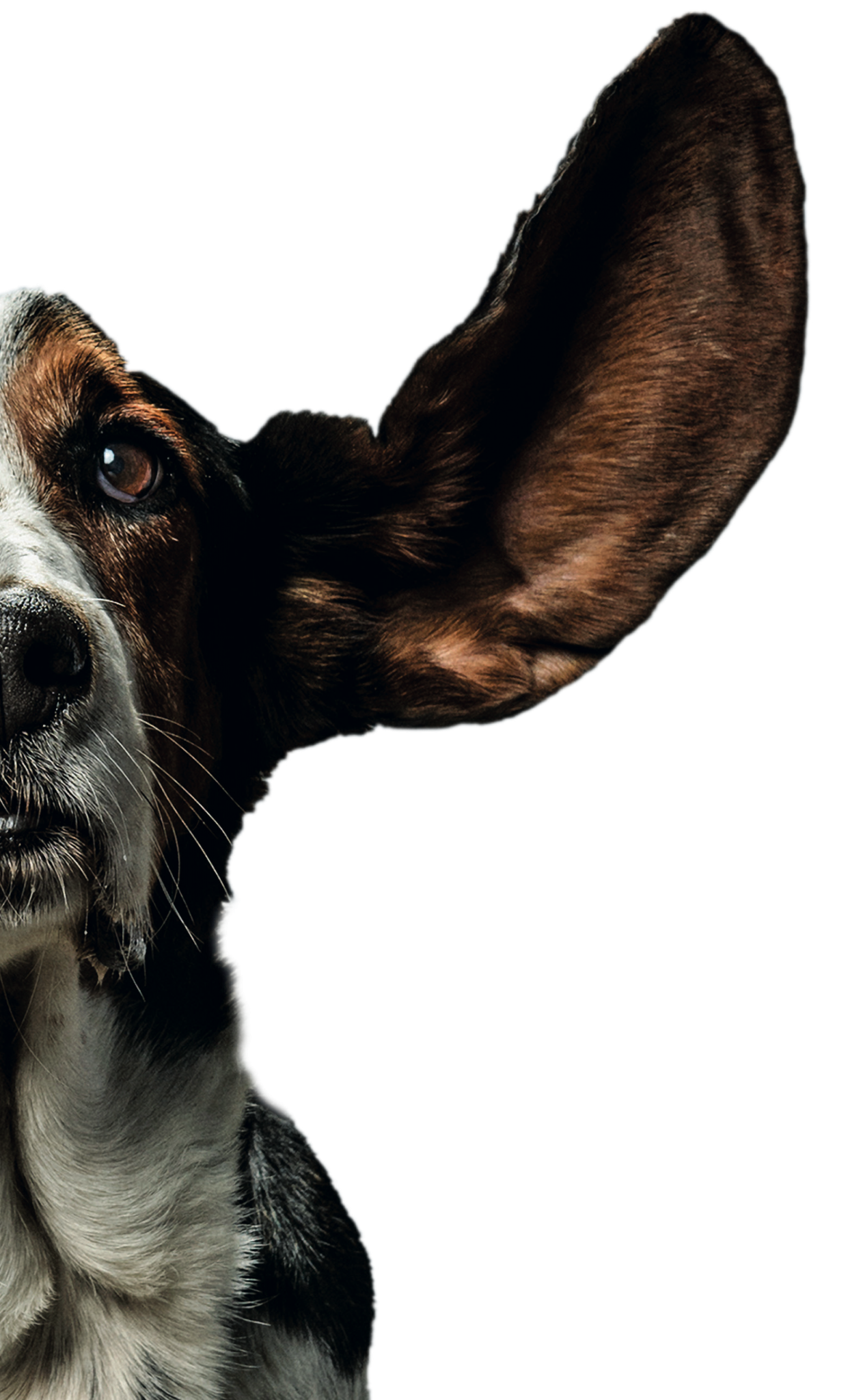Dechra Veterinary Products NZ – Veterinary pharmaceutical products for ...