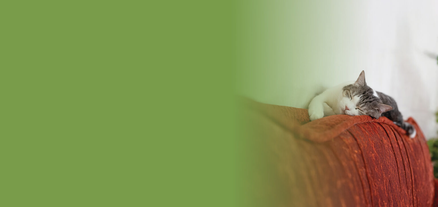 Dechra Veterinary Products NZ – Veterinary pharmaceutical products for ...